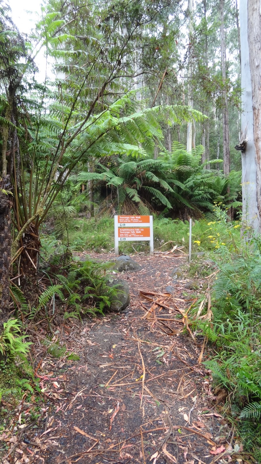 Back To Nature:: Toorongo Falls - Baw Baw NP - VIC