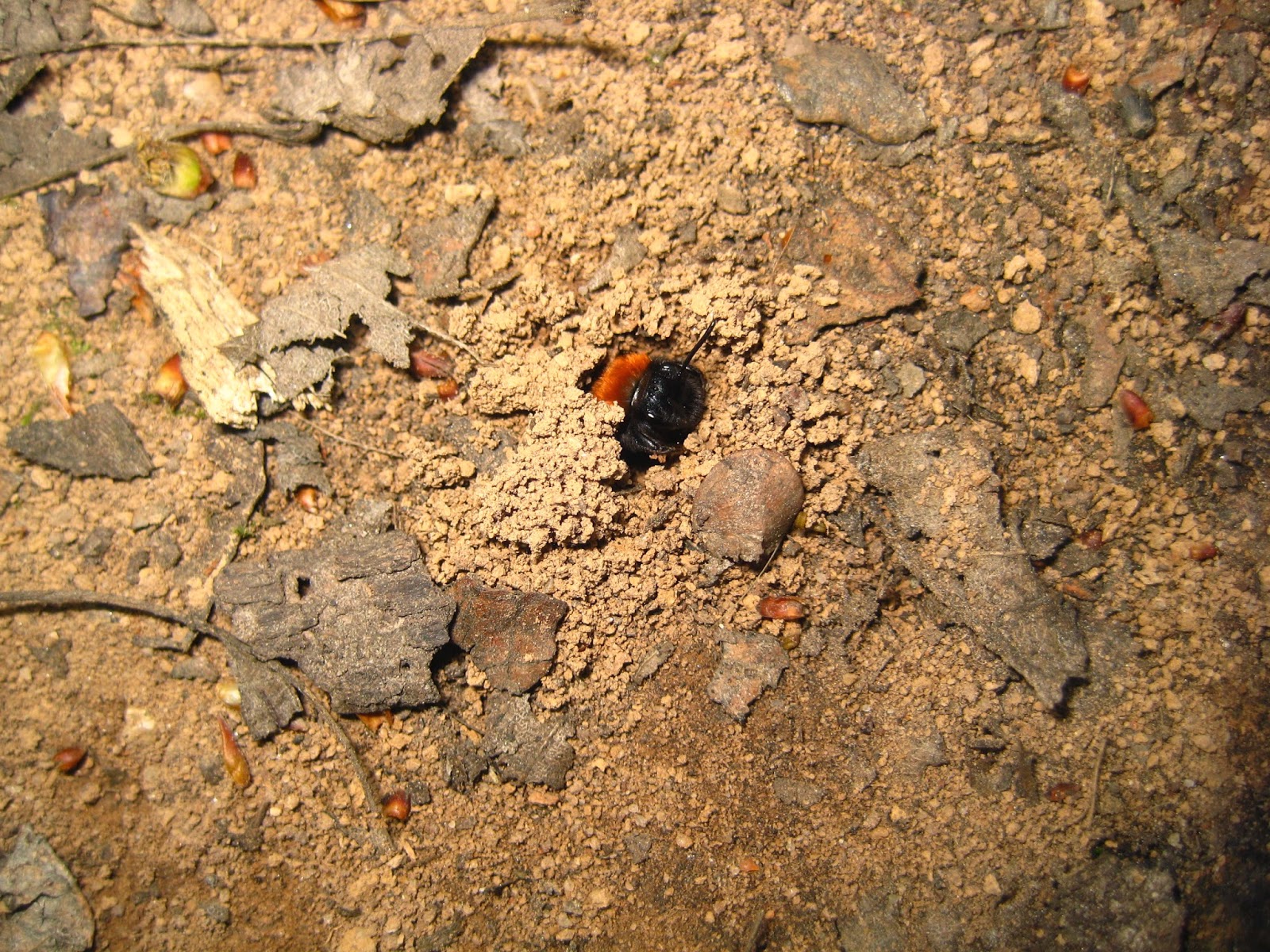 Insects of Britain: Tawny Mining Bee