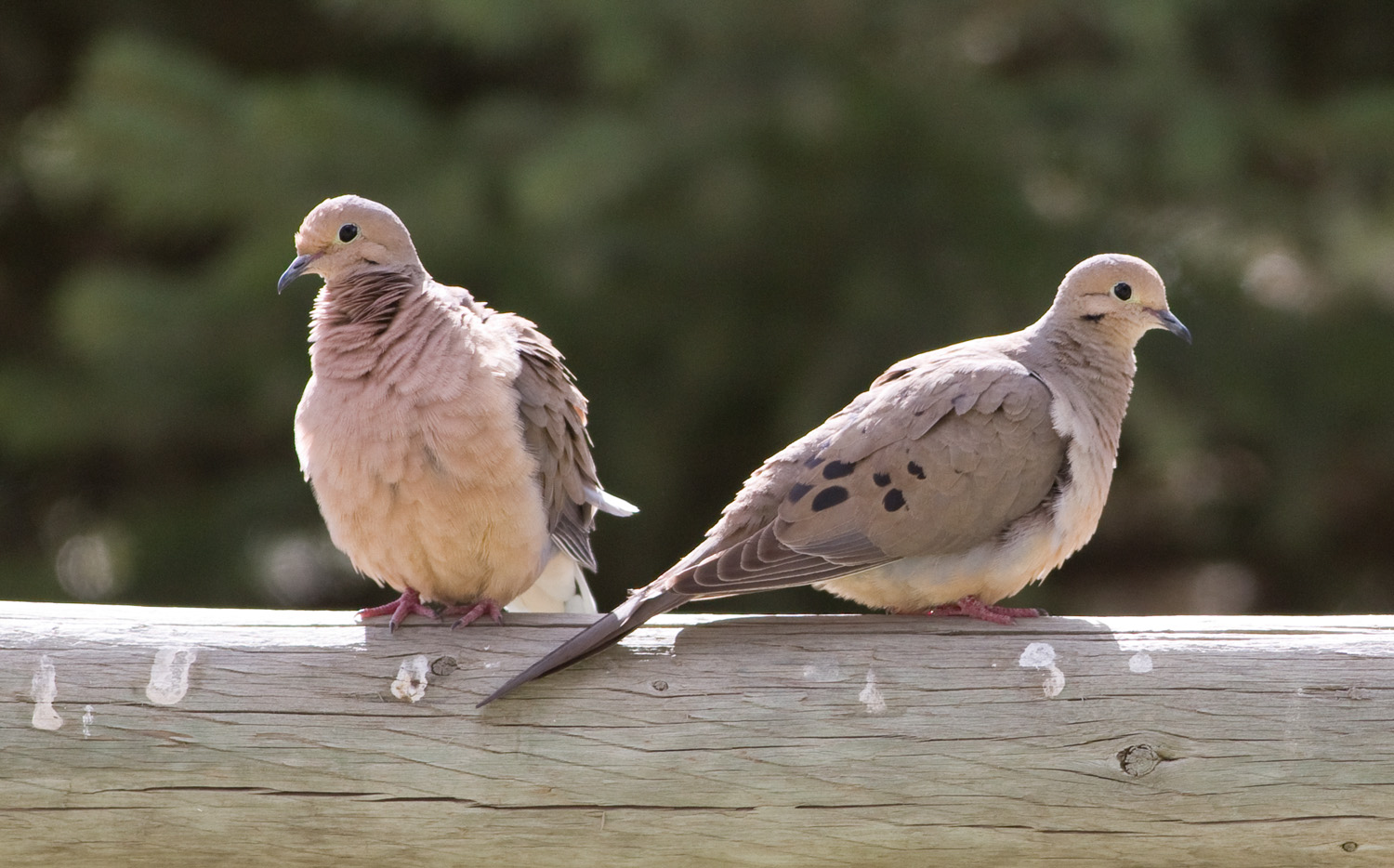 Blue Starr Gallery: Mourning Dove Song & Wing Whistling