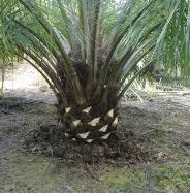 Anim Agro Technology: JENIS RACUN KAWALAN RUMPAI SAWIT