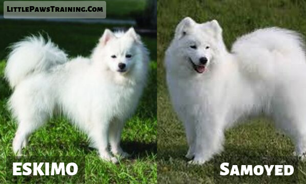 NUNCAJAMAS COCKER: CONOCIENDO AL PERRO ESQUIMAL AMERICANO (AMERICAN ...