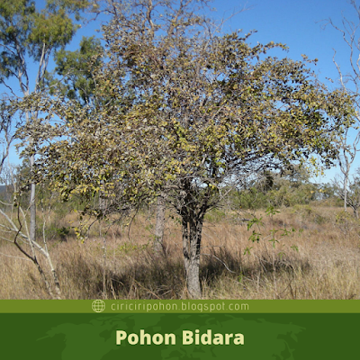 Ciri Ciri Pohon Bidara (Ziziphus mauritiana) Dan Manfaatnya ...