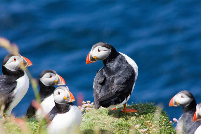 Floating Around Maine: Rare Puffins Spotted At Hamlin's Marina
