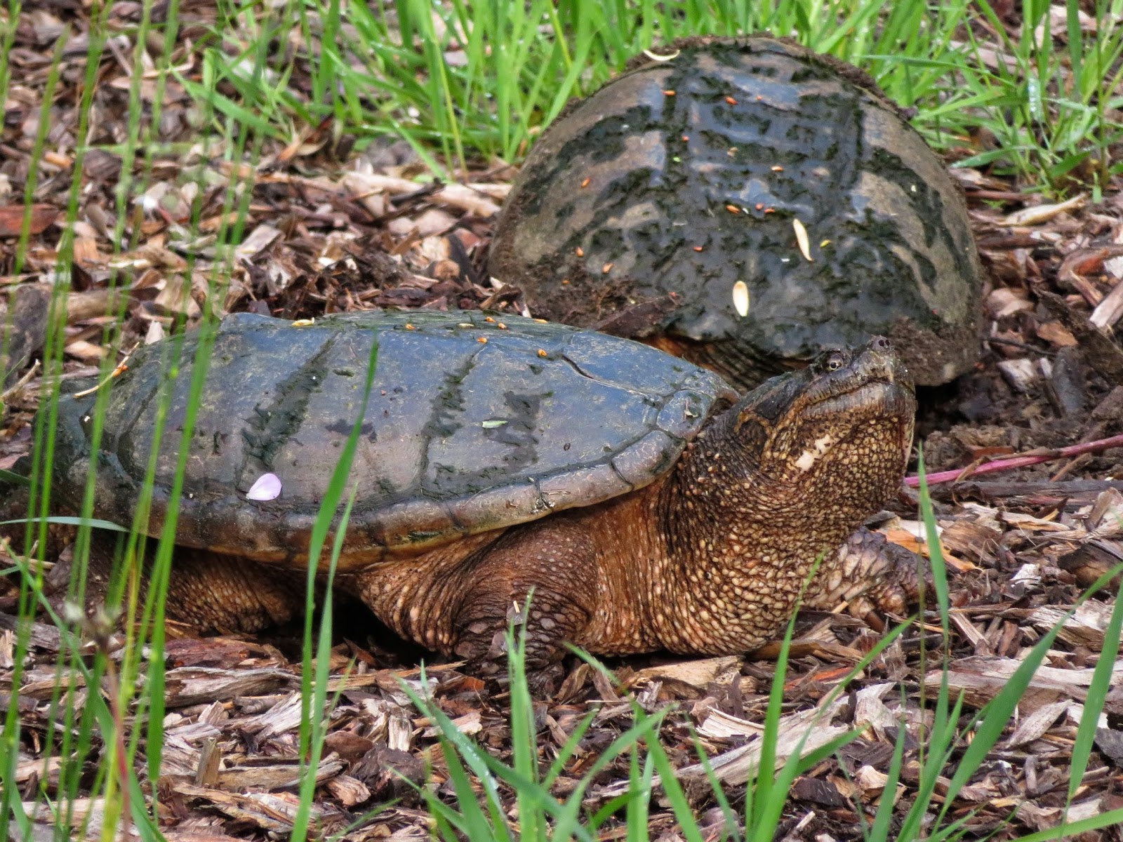 Snapping Turtles Nesting
