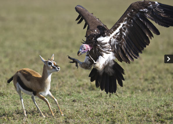 Antediluvian Salad: Teratorn Blood Festival