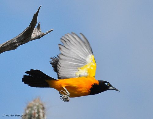 Imagenes de turpiales - Imagui