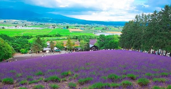 The Holiday and Travel Magazine: Beautiful Lavender Fields in Japan