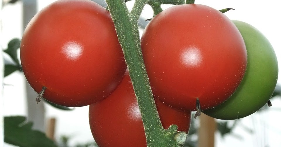 13 Langkah Mudah Budidaya Tomat Organik Kualitas Super - Coffesiana