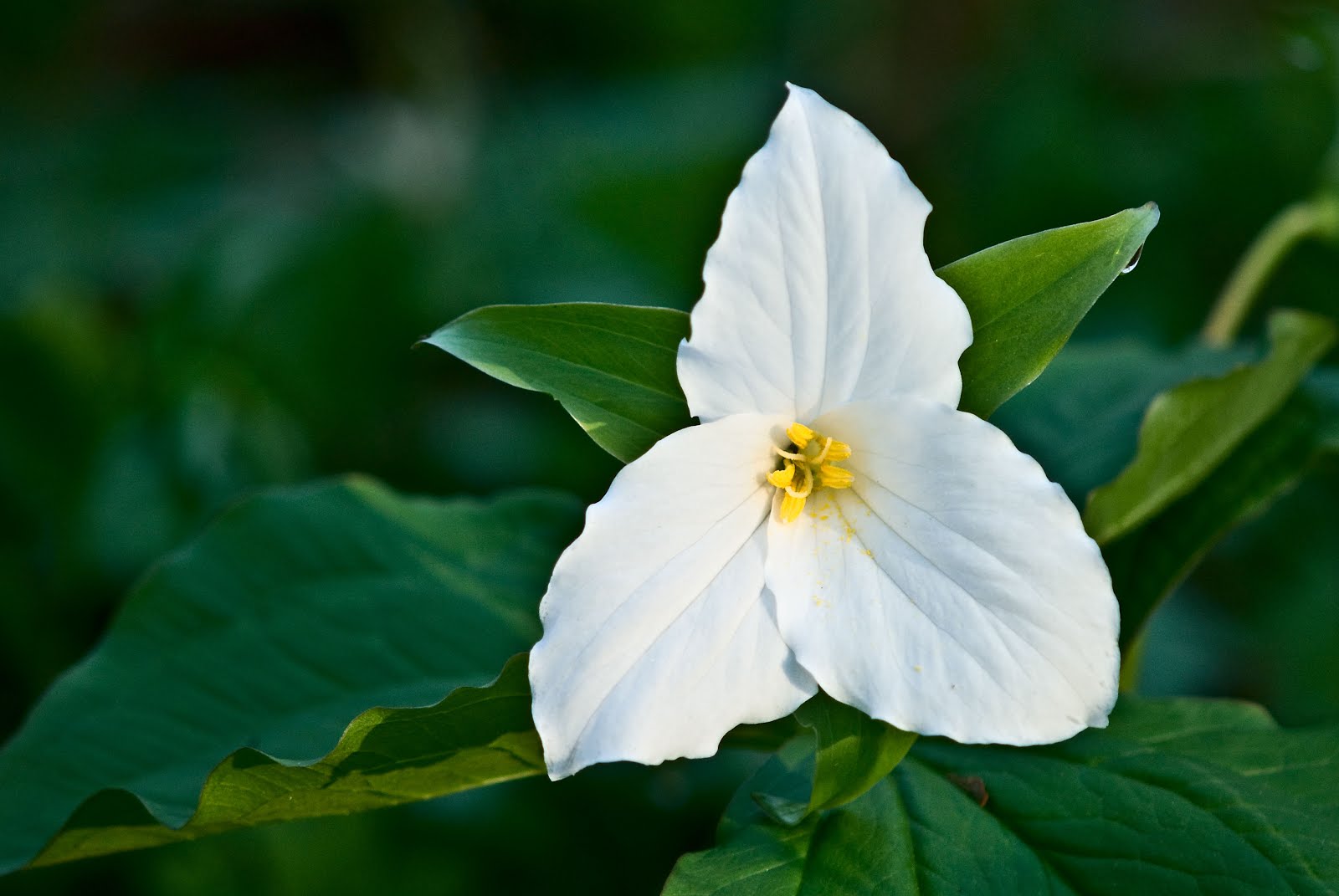 Indiana Plant A Day: White Trillium