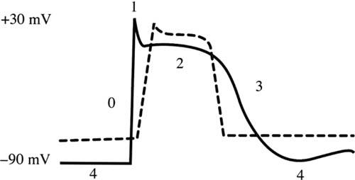 Tutor's Notes: general, cardiovascular, respiratory and renal ...