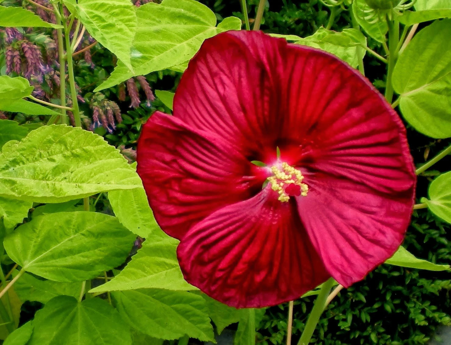 Gardening With Grace: Fall Gardening and Admiring