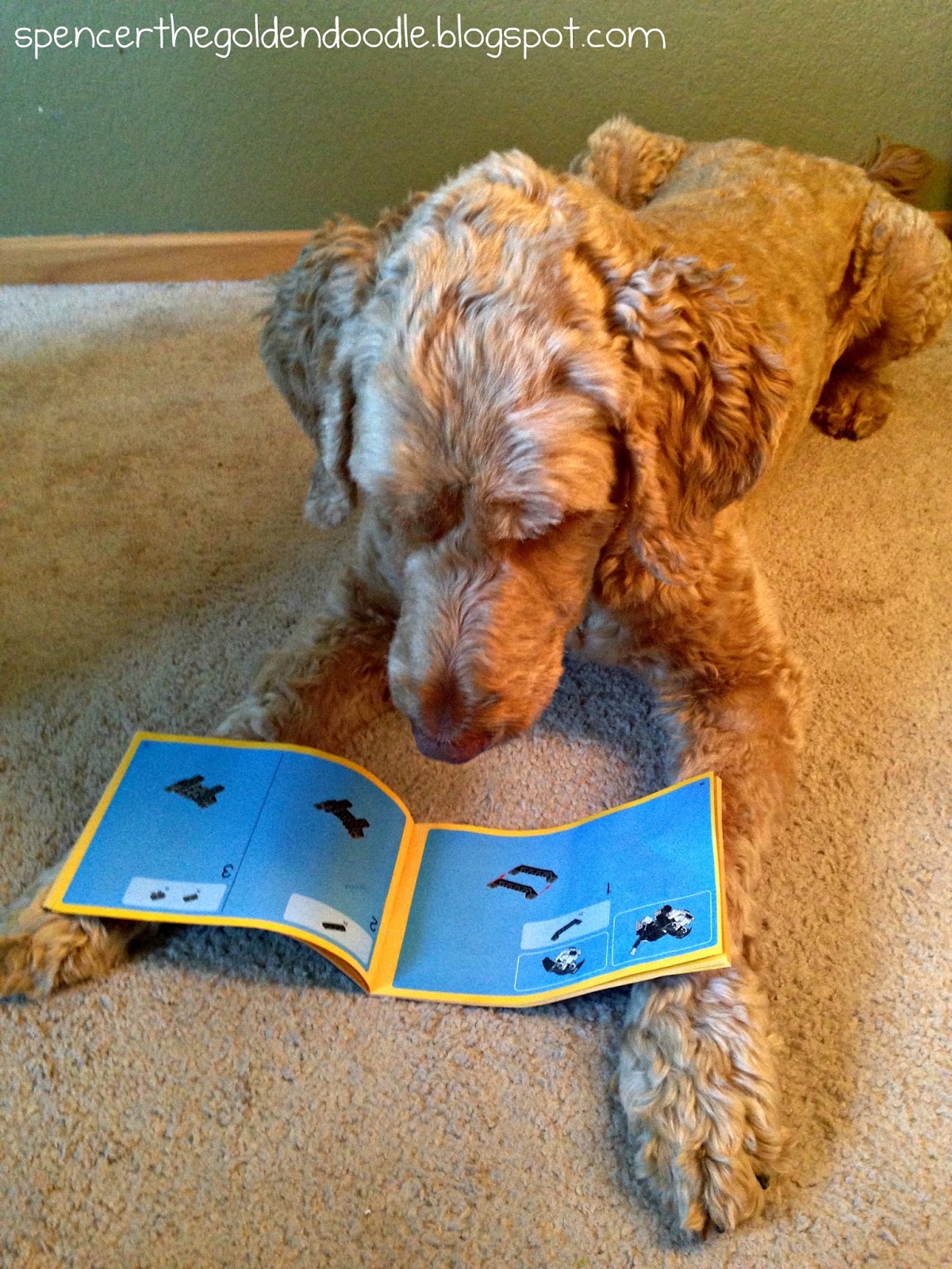 Spencer the Goldendoodle: Lego Dog