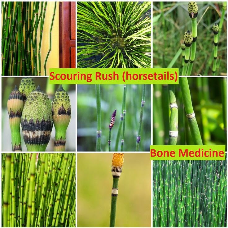 Creators Garden: Scouring Rush