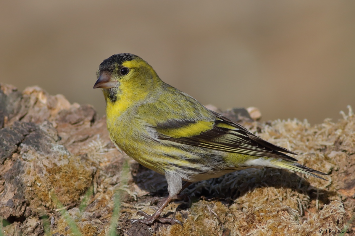 Pescador de aves: Lugre