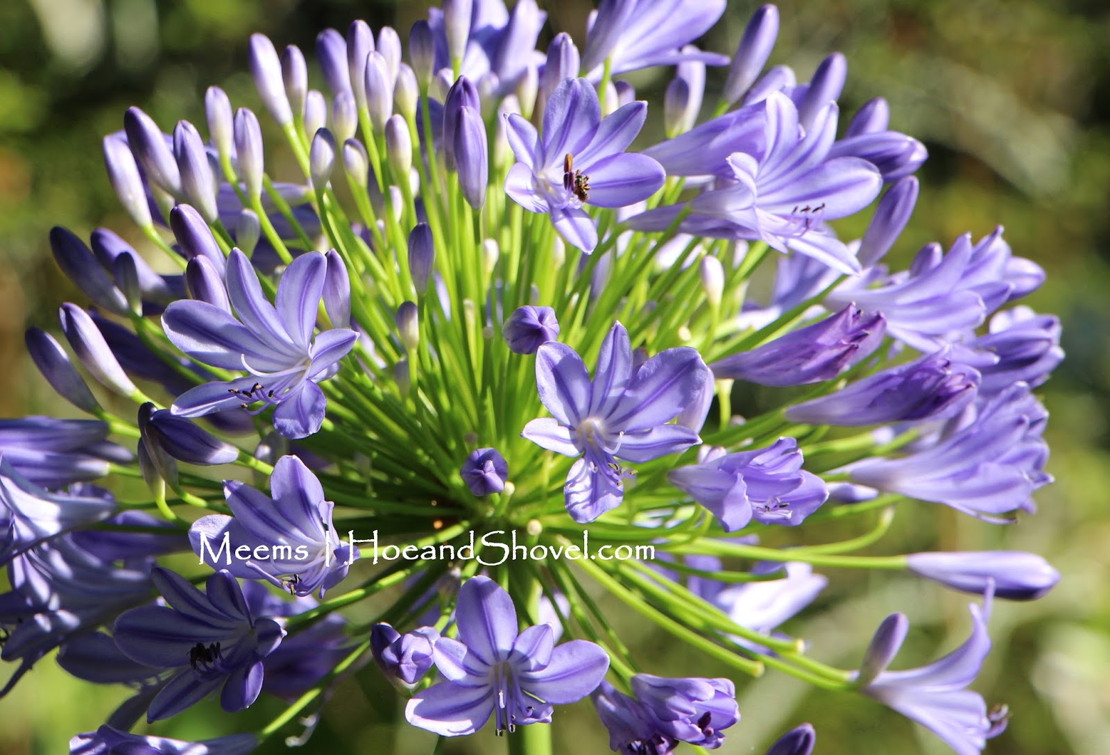 Hoe and Shovel: Aggies Light Up Spring/Summer Garden