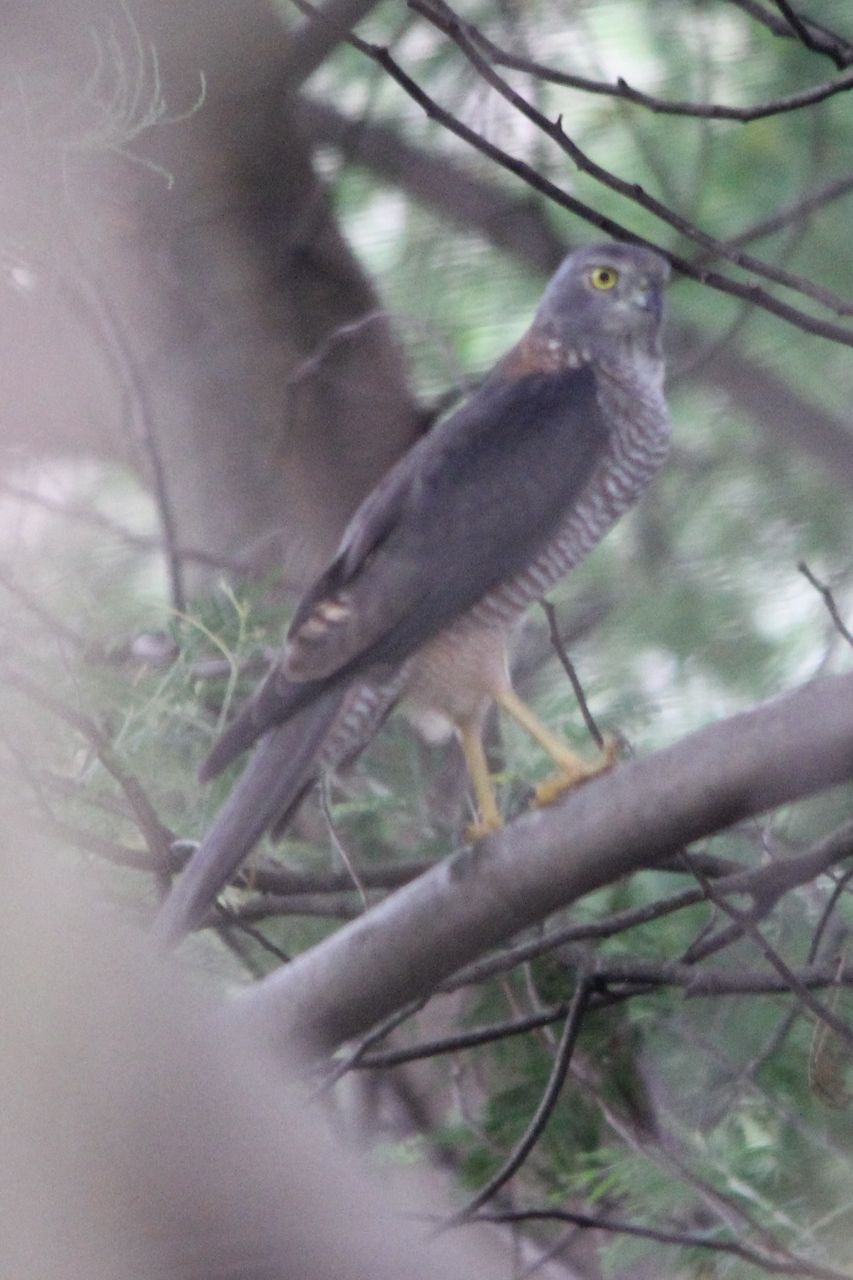 Pete's Flap Birding Aus: Yellow Robin vs Sparrowhawk