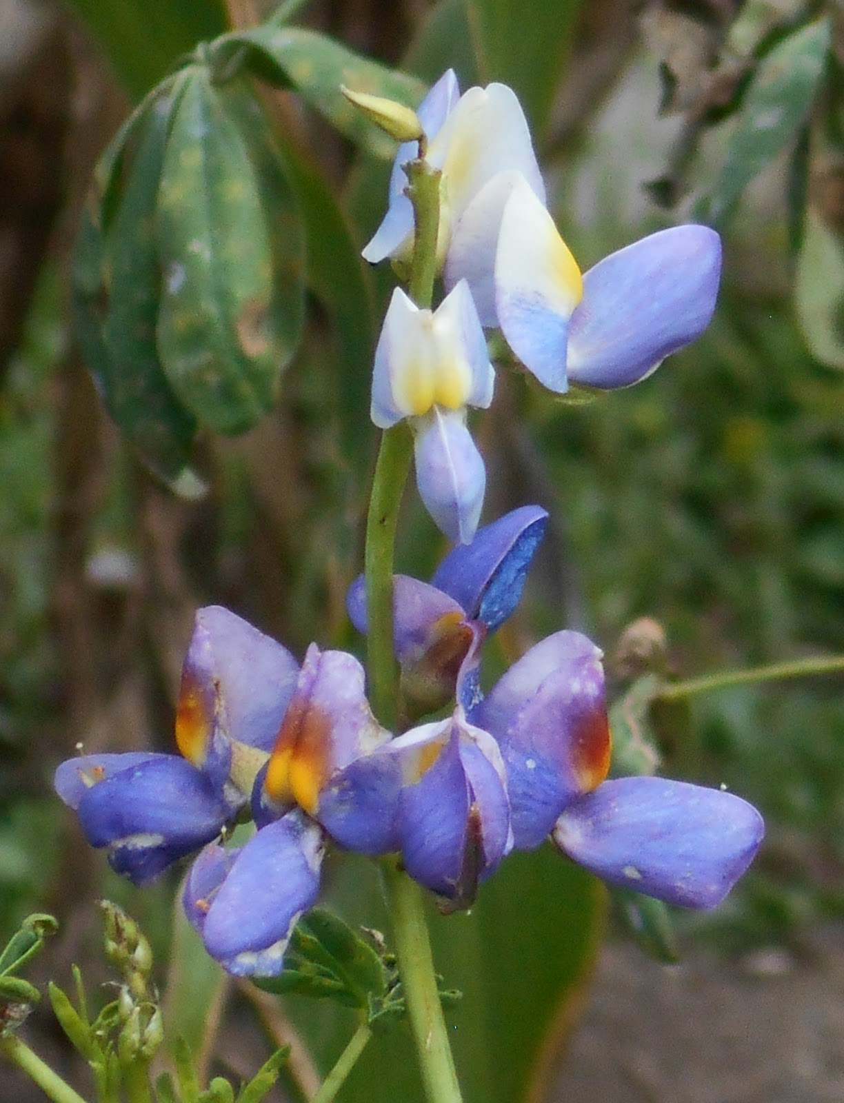 El cuexcomate: Chochos