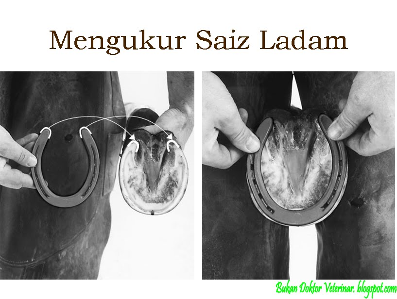 bukan doktor veterinar: Pemasangan Ladam Kuda