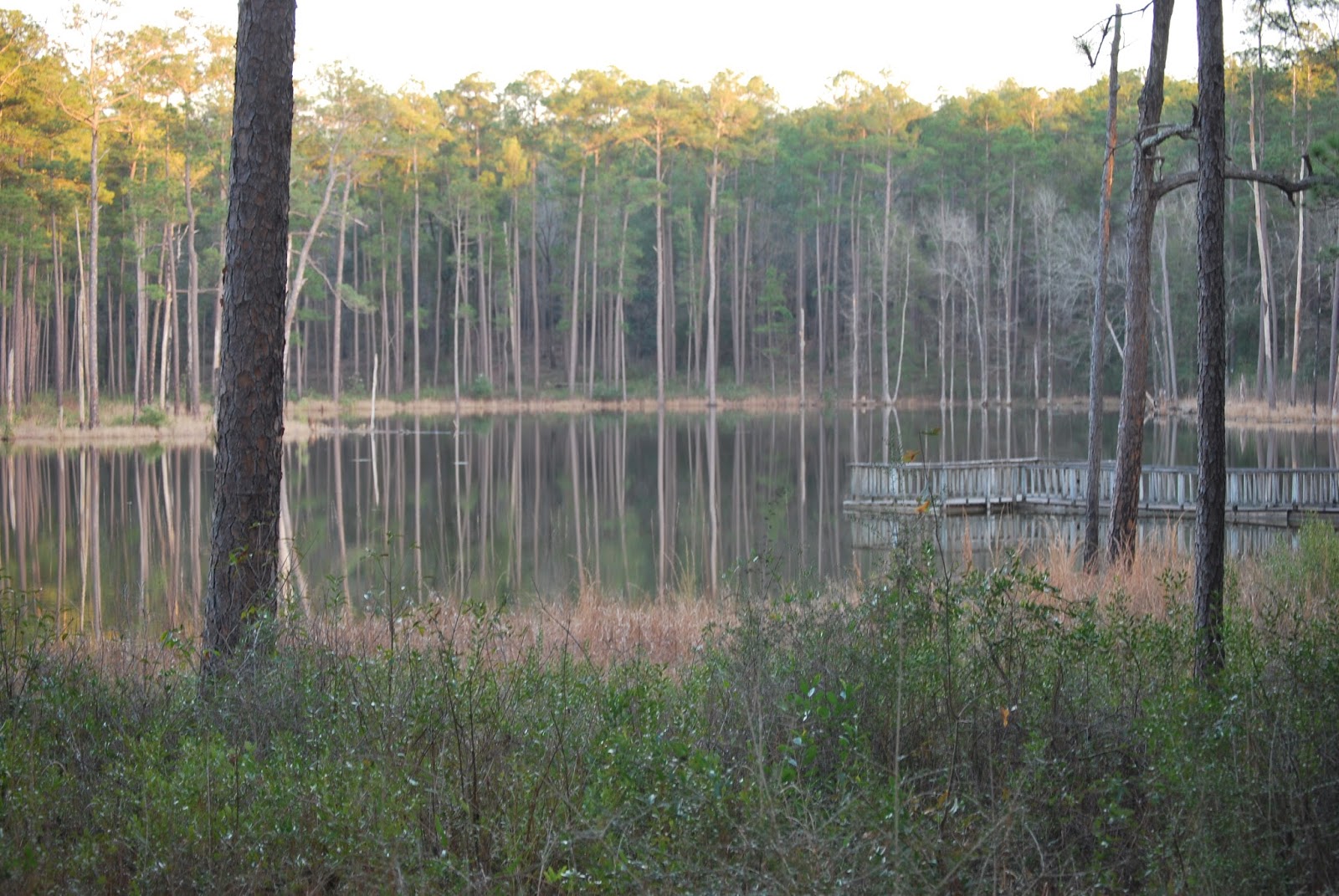 Through the Lens: Open Pond in Conenuh National Forest
