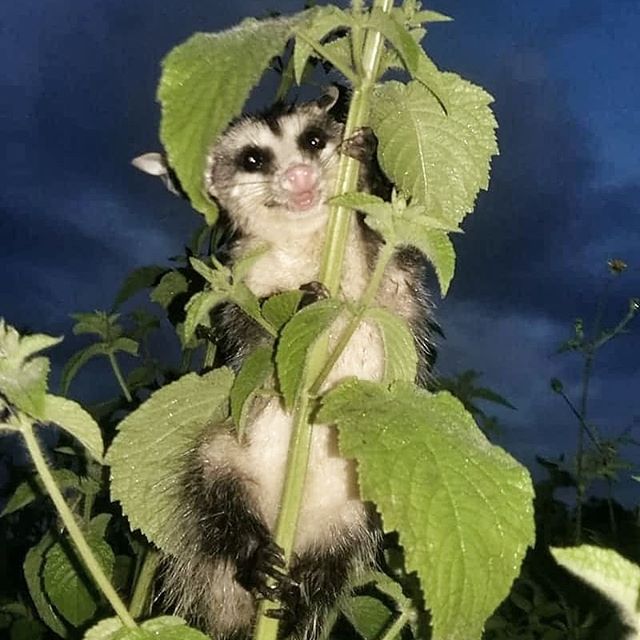 SABER CERRADO - PREALG/BPMA/PMDF - Arte Educação Ambiental e Segurança ...