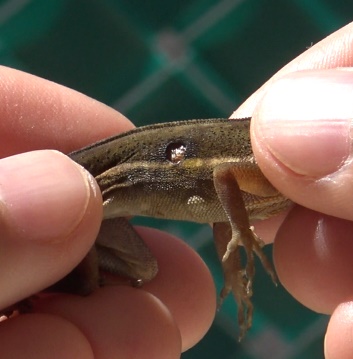 CHIPOJO LAB: A xenomorph moment with an anole (EDIT: Video link ...