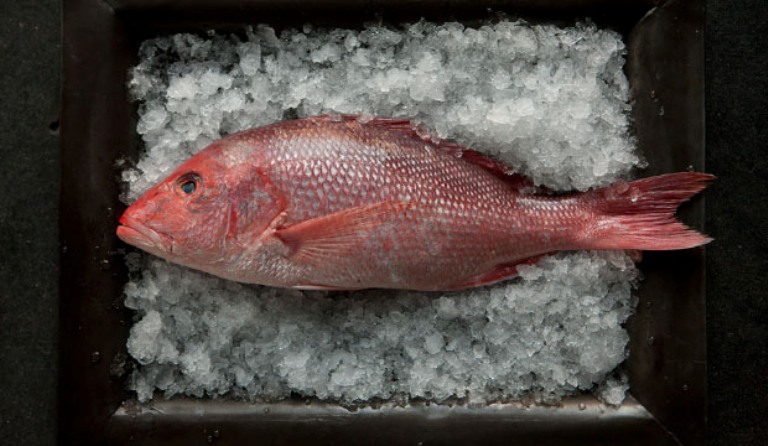 Red Snapper Wholesale Prices - Frozen Red Snapper, Red Snapper Fillets ...