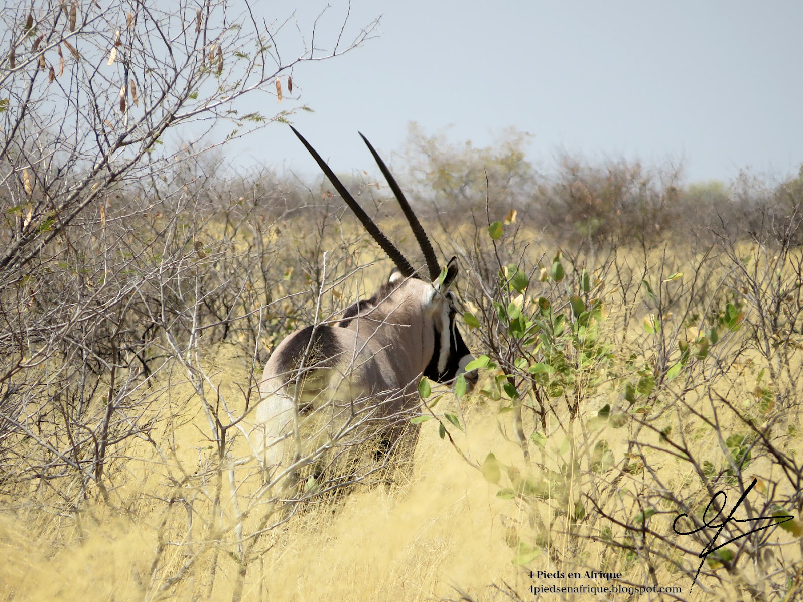 [Botswana] Safari au Central Kalahari Game Reserve (CKGR)