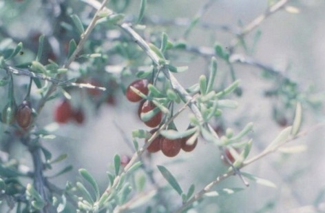 Argentina nativa: Yaoyín (Lycium chilense)