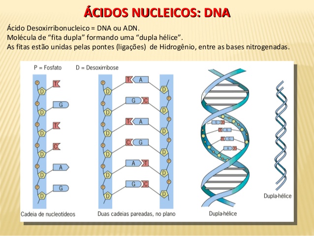 DNA: o código da vida | Biologia: A ciência da vida