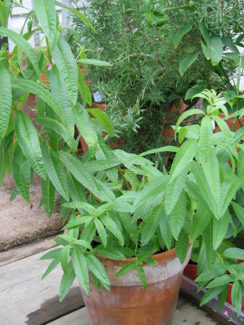 Health Secret Solution: Health Benefits of Lemon Verbena