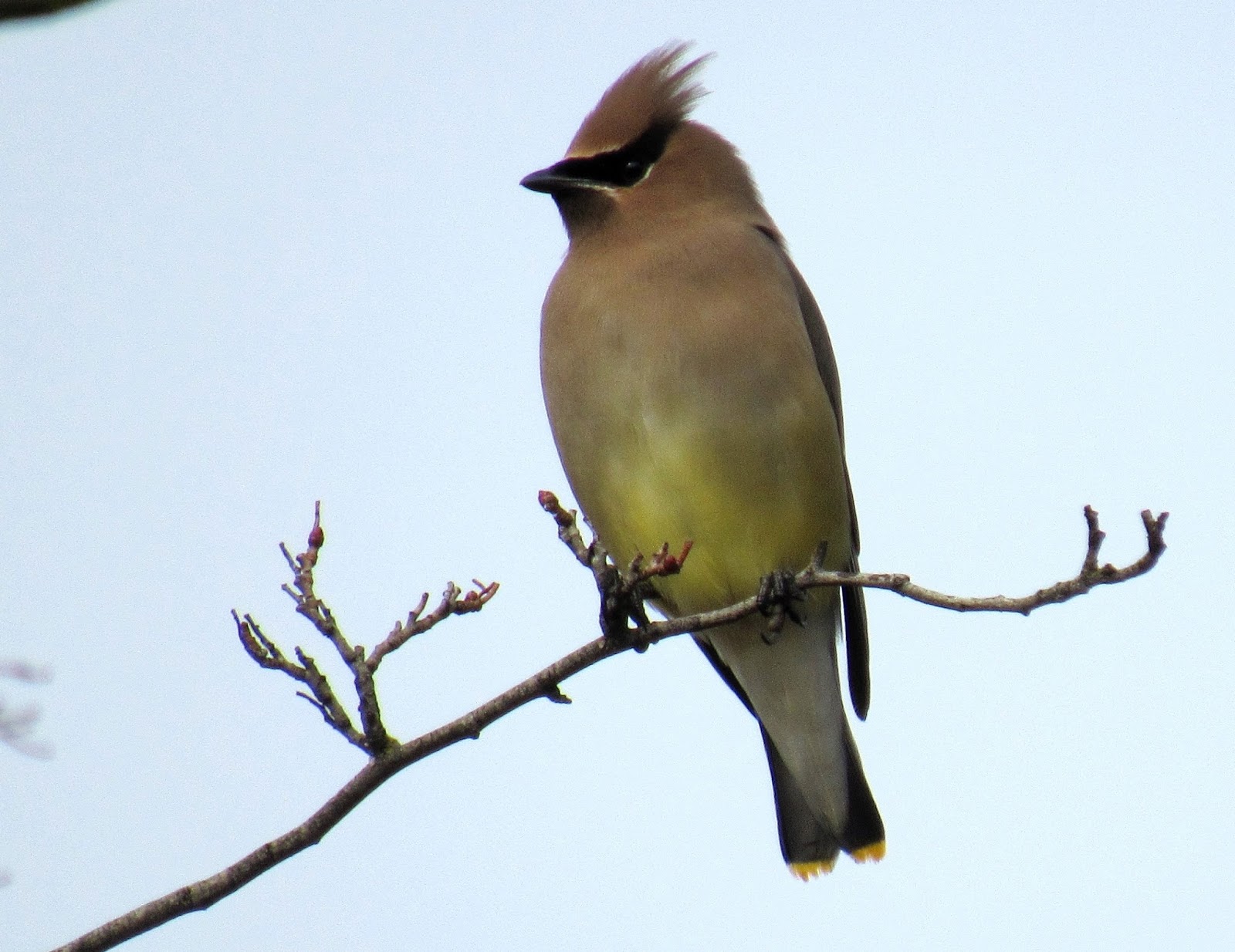 Cedar Waxwings: A Sure Sign of Fall