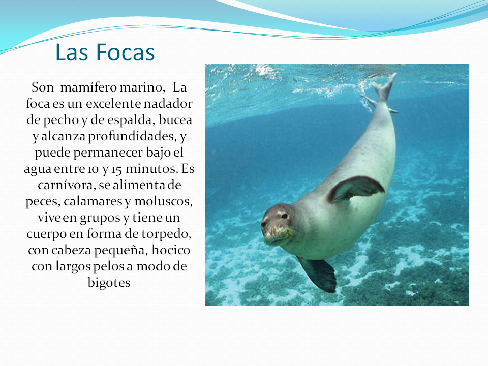 Animales Acuáticos (Delfín, Foca, Tortuga Marina): Actividades en ...