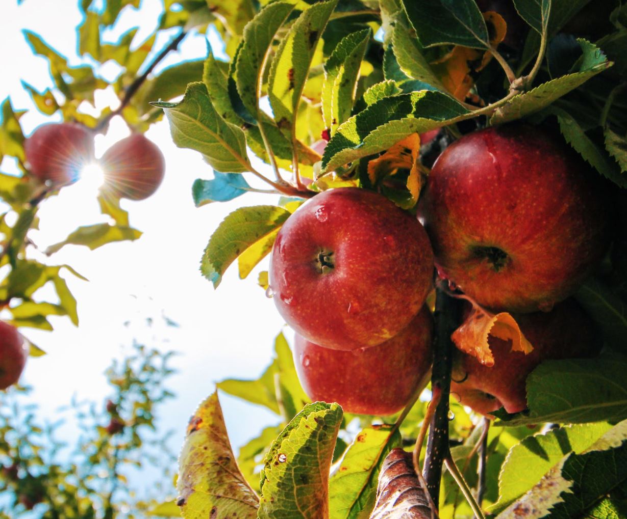 Scribblings & Bibblings: Magic Apple Tree