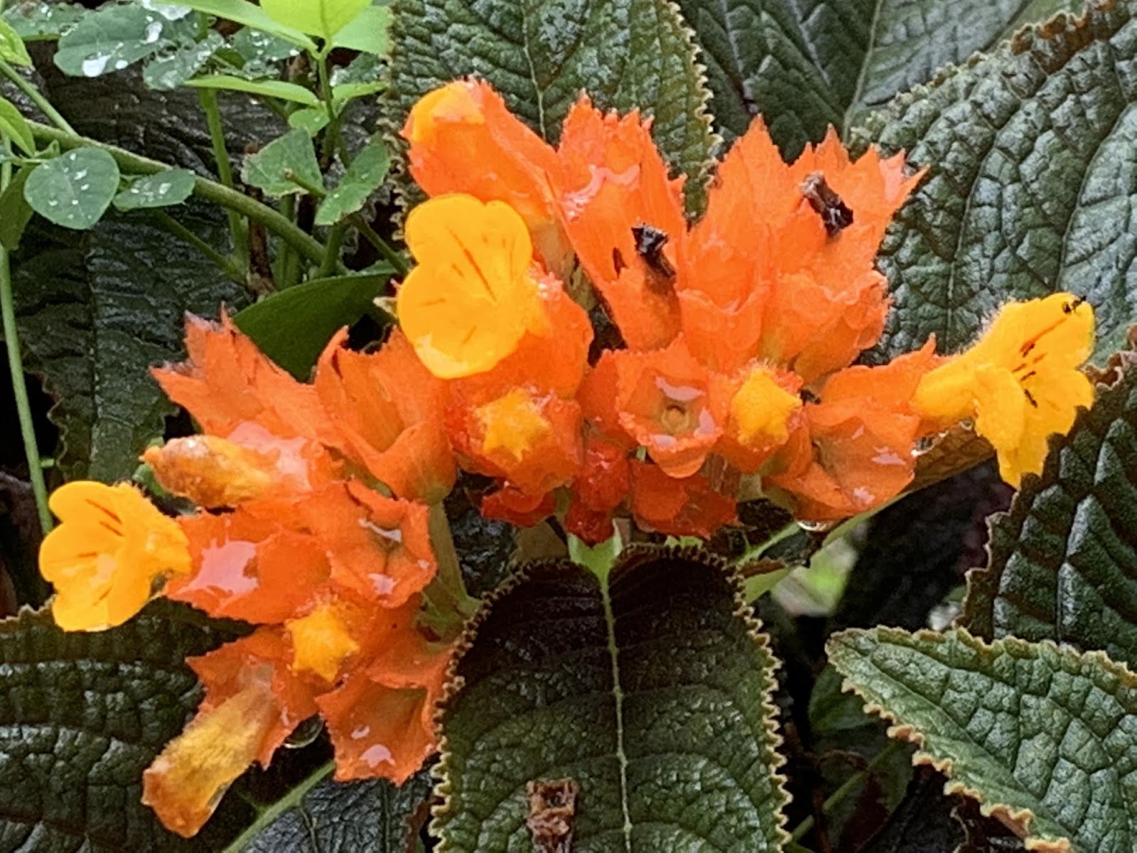 Flora fauna of Assam part 2