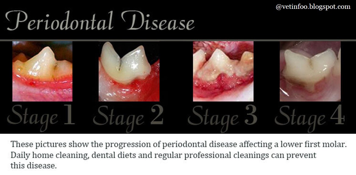 10 MOST COMMON CAT DISEASES