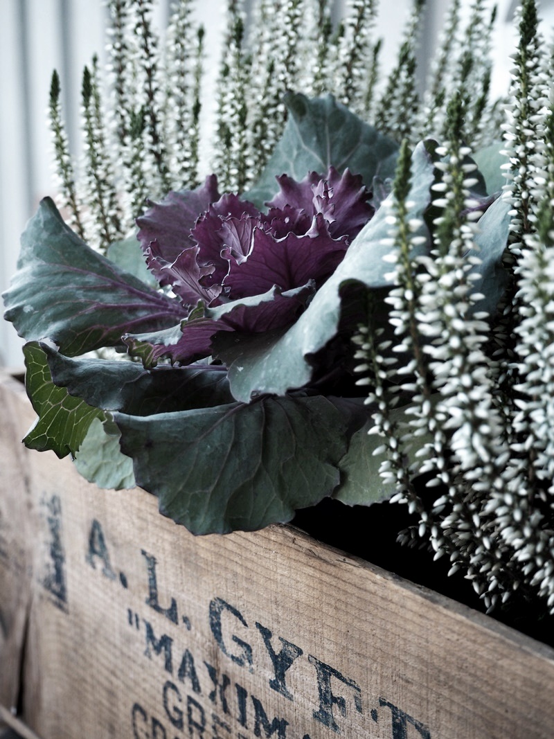 Villejä Lupiineja: Syyskukkia...