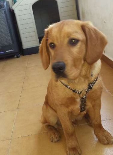 Vida de Perros: Se regala labrador de pura raza color canela oscuro