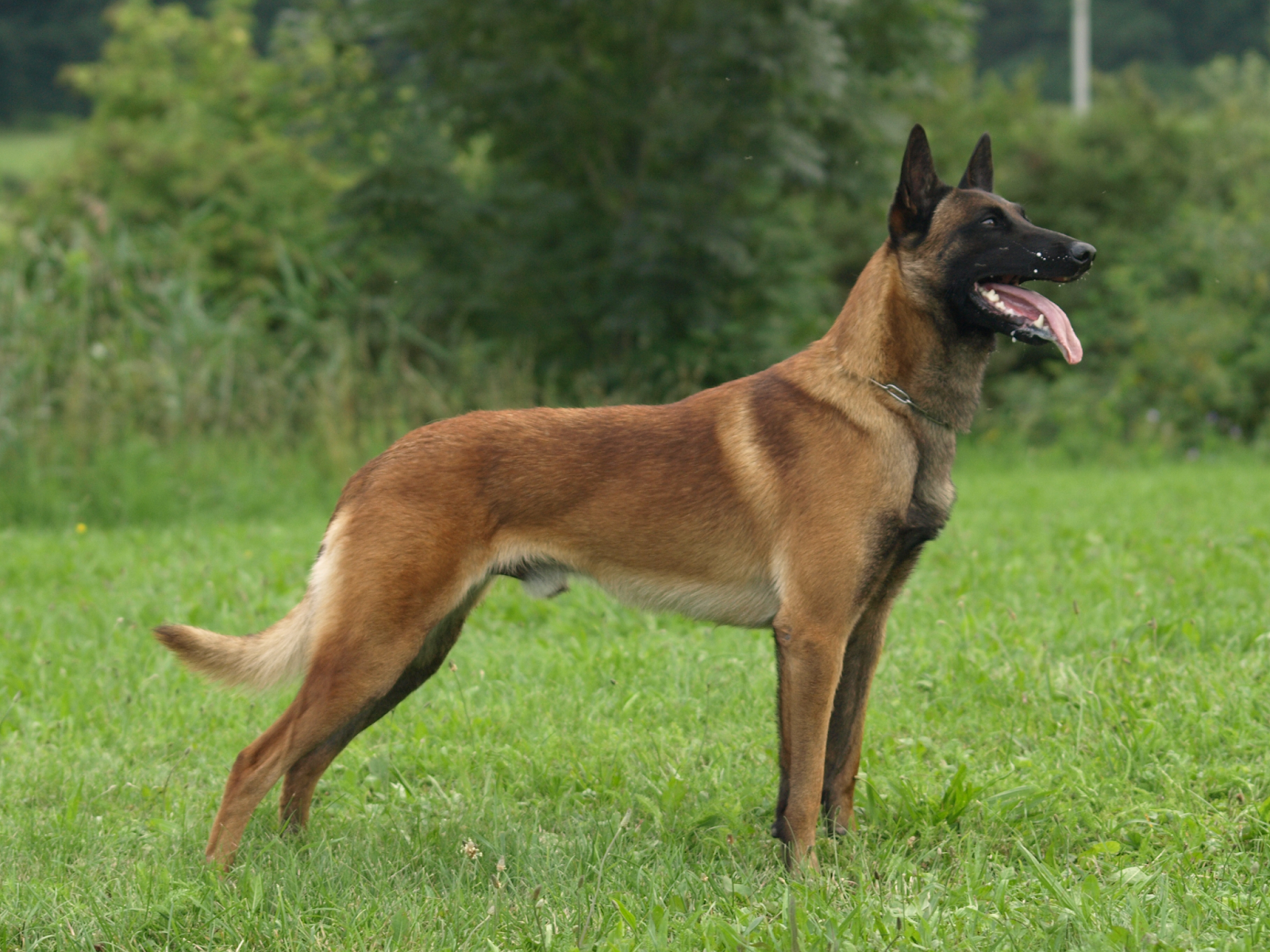 Pinseriliiga: TOP 10 koirarodut