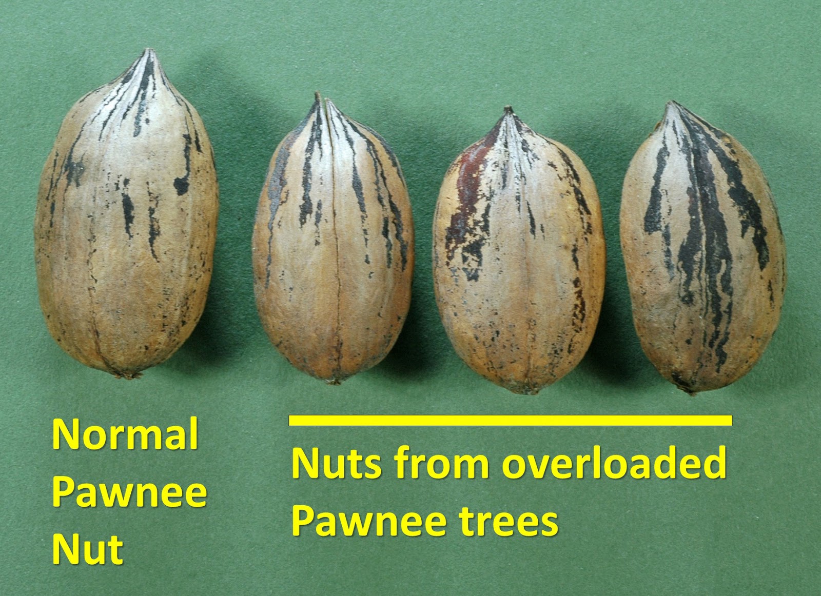 Northern Pecans: Pawnee needs crop load management