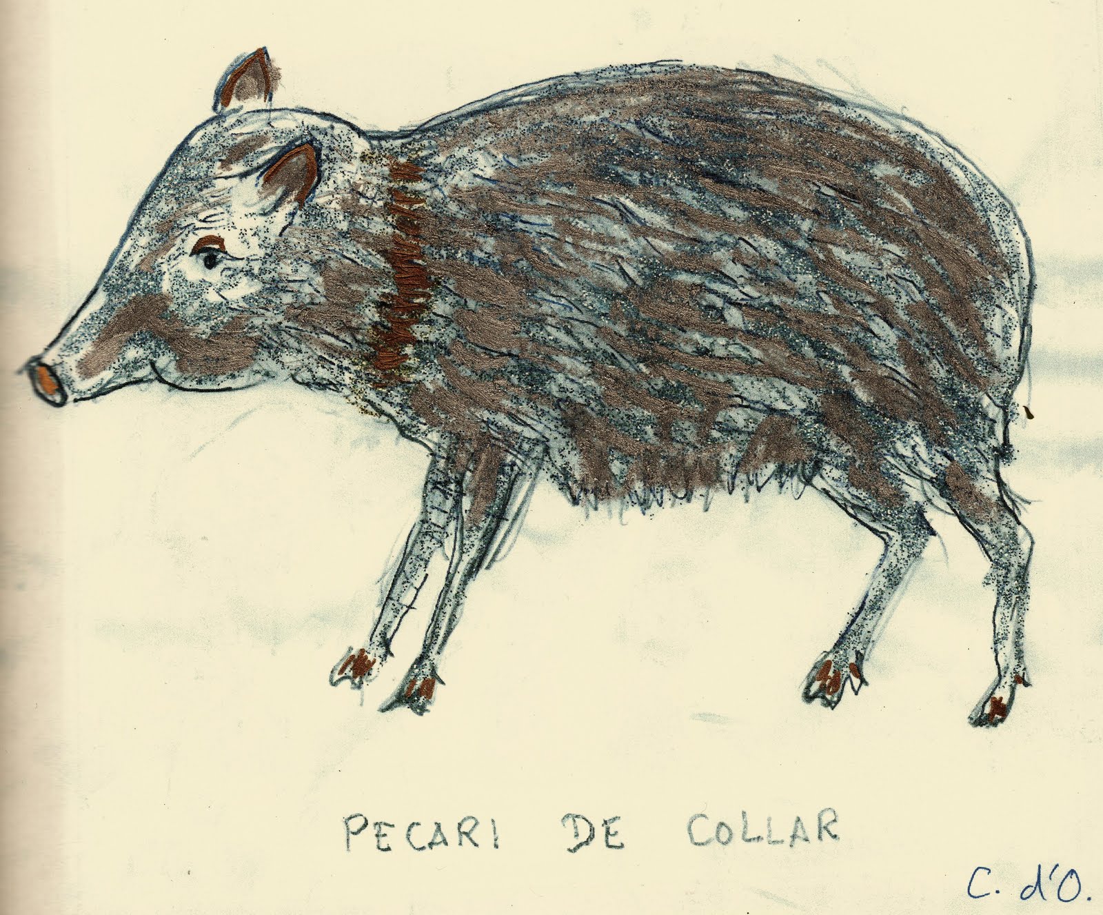 Carlos d'Ors. PINTOR Y DIBUJANTE. : Serie "ANIMALES EN EL ZOO". Pecari ...