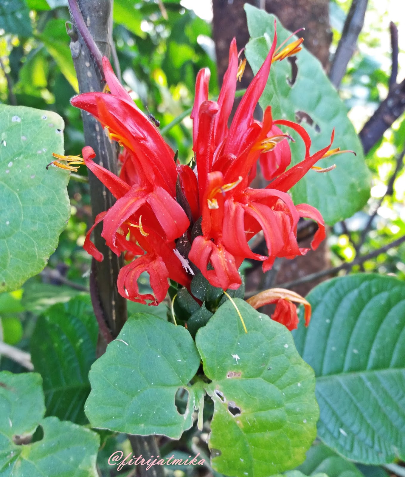 Justicia carnea ,Brazilian plume flower