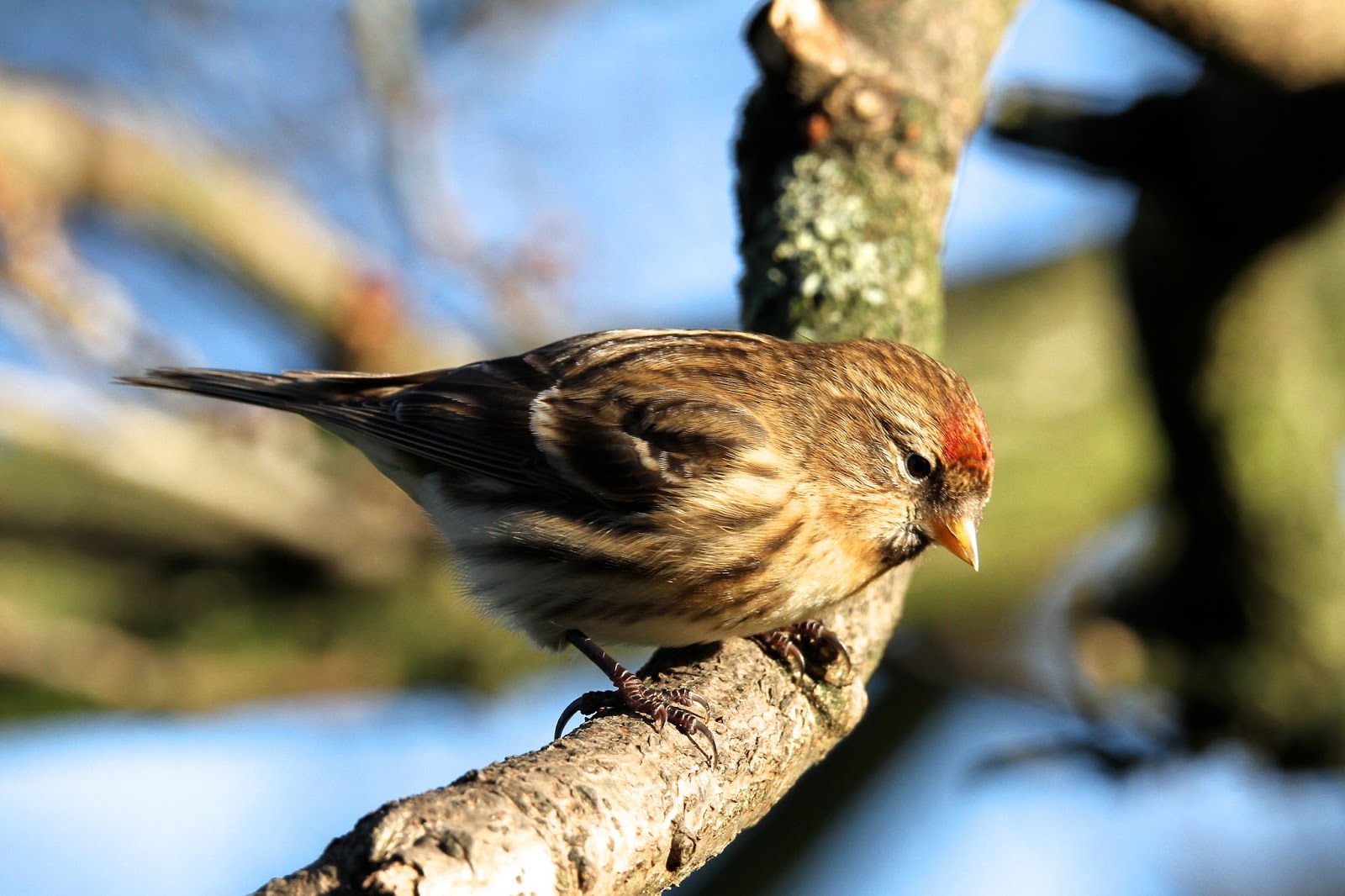 TrogTrogBlog: Bird of the week - Lesser redpoll