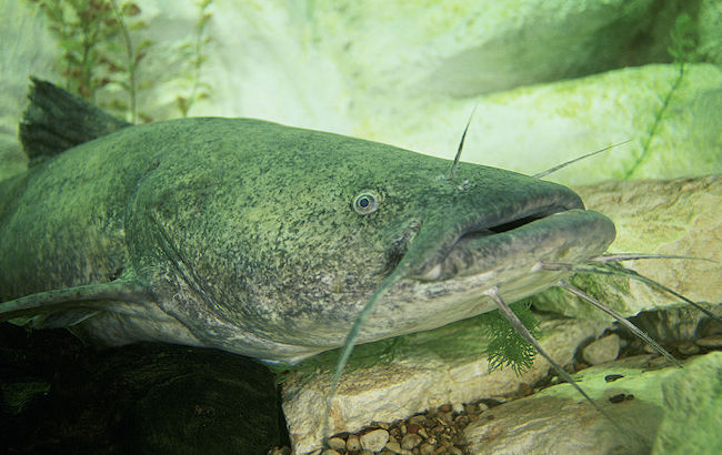 Catfish in Kentucky