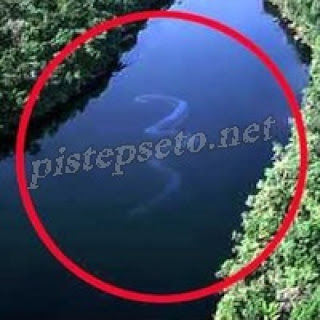 H.M.V: ΤΟ ΜΕΓΑΛΥΤΕΡΟ ΦΙΔΙ ΣΤΟΝ ΚΟΣΜΟ...