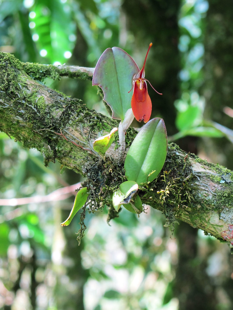 Restrepia cuprea care and culture | Travaldo's blog