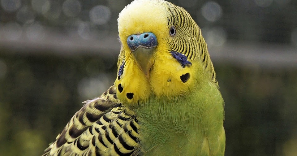 Pemasaran Burung Parkit | Budidaya