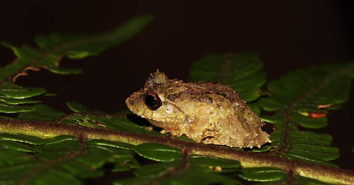 Lanka Nature Summary: Dilmah shrub frog (Pseudophilautus dilmah)