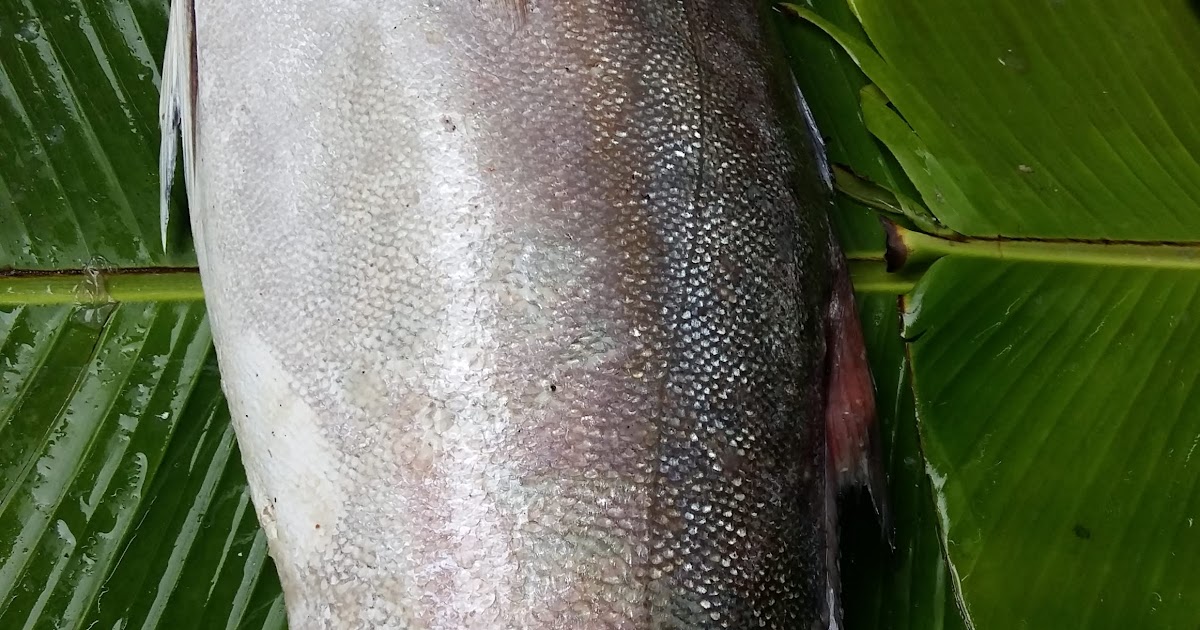 PALLAVA SEA FOODS dial fish: முயல் பாறை அல்லது மொசப்பாறை.