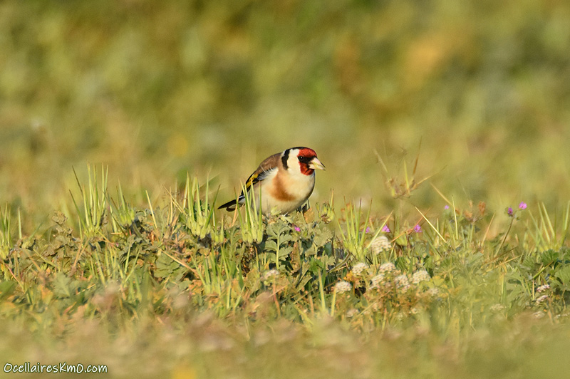 Birding Catalunya: Cadernera (Carduelis carduelis)