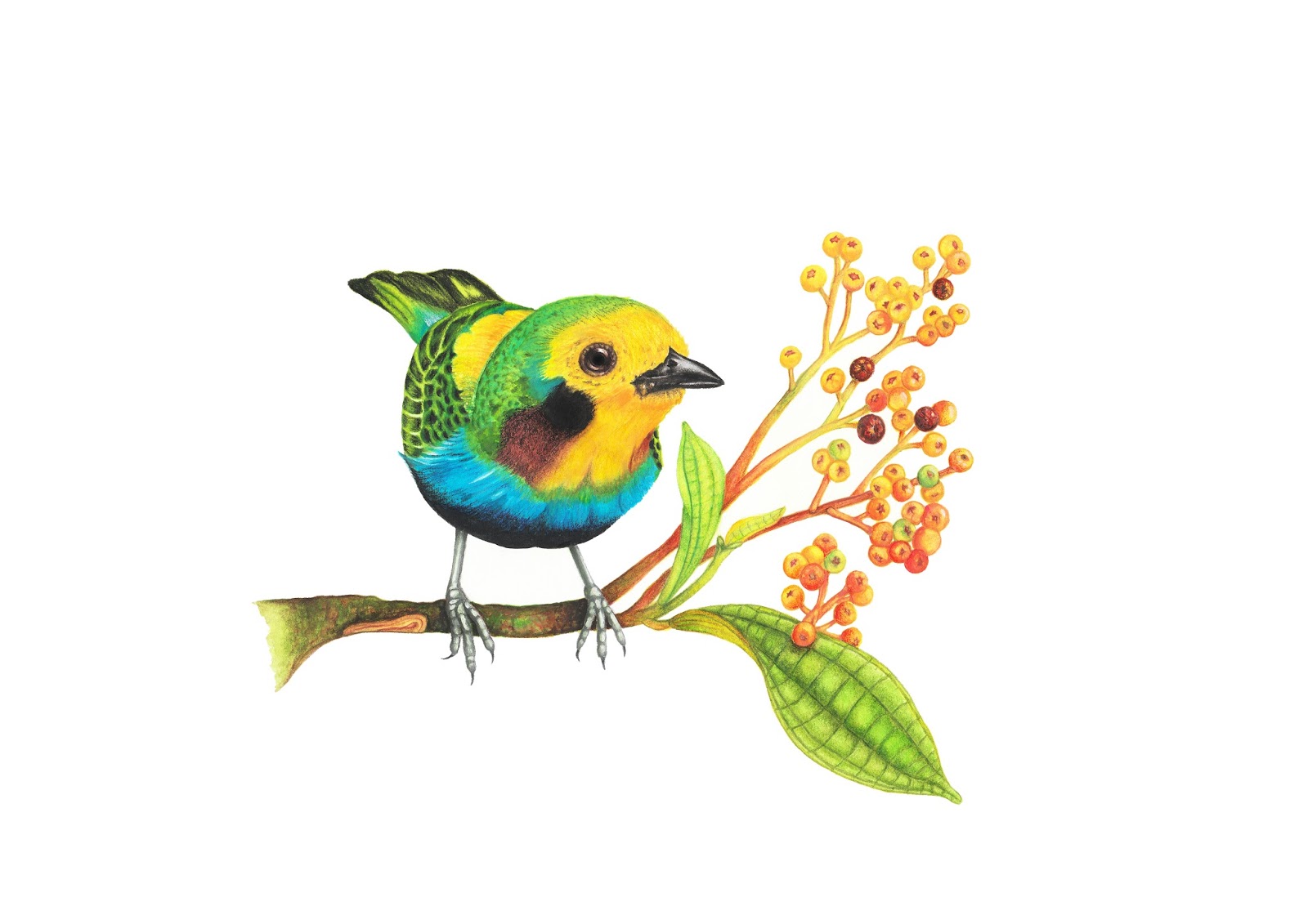 Tángara Multicolor - María Cristina Reyes Medina